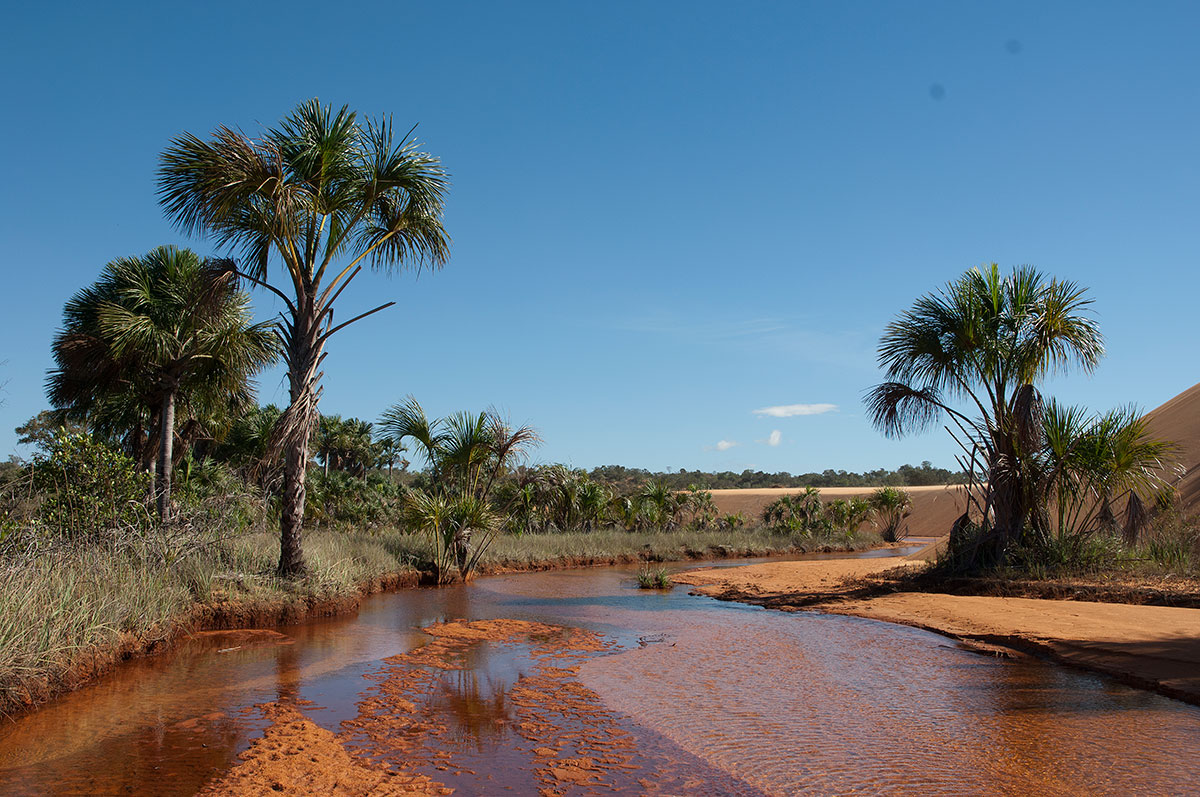 Ríos de aguas claras | Amazon Waters