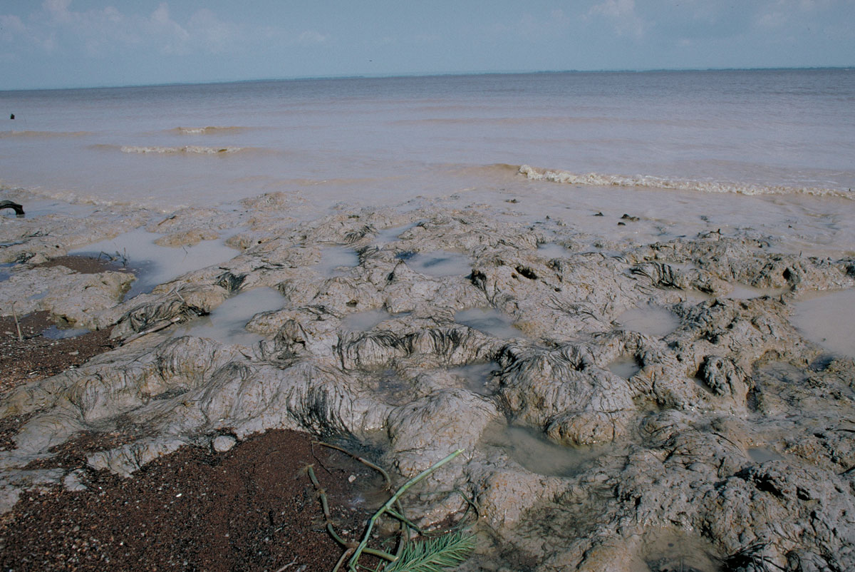 Sedimentos | Amazon Waters