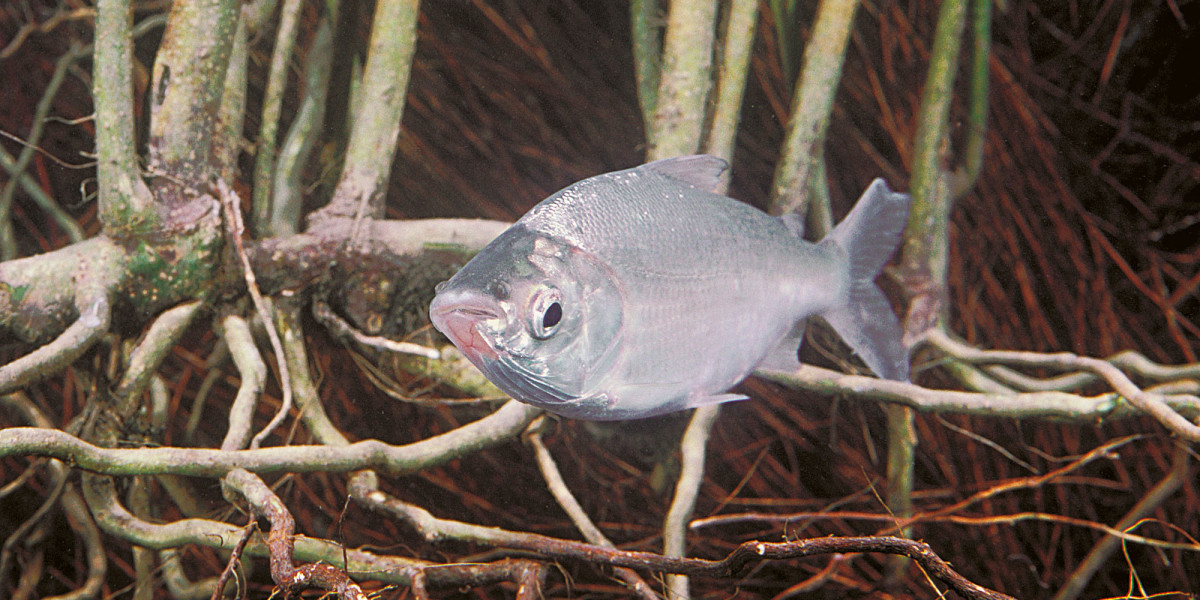 Yahuarachi | Amazon Waters