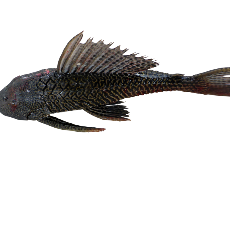 Carachama | Amazon Waters