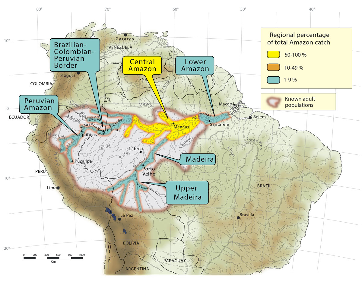 Gamitana | AGUAS AMAZÓNICAS