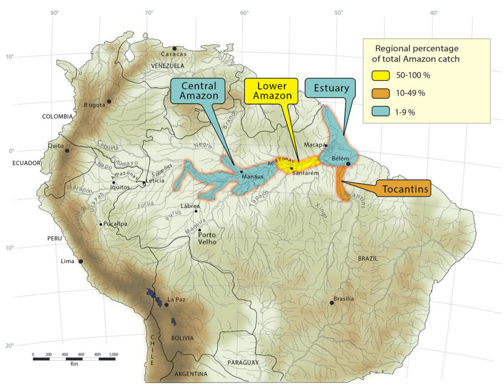 Mota con Puntos | AGUAS AMAZÓNICAS