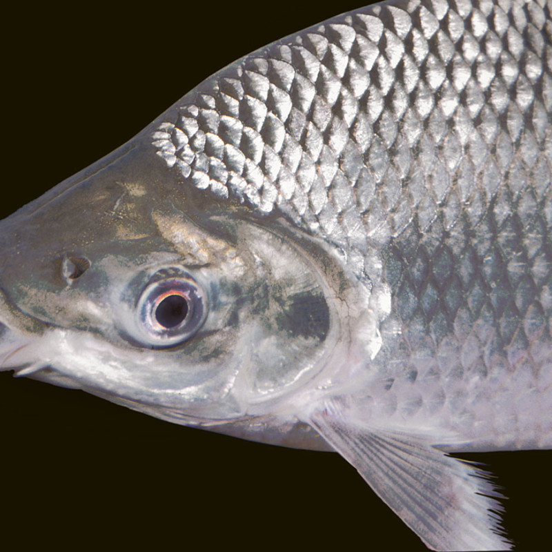 Bocachico | Amazon Waters