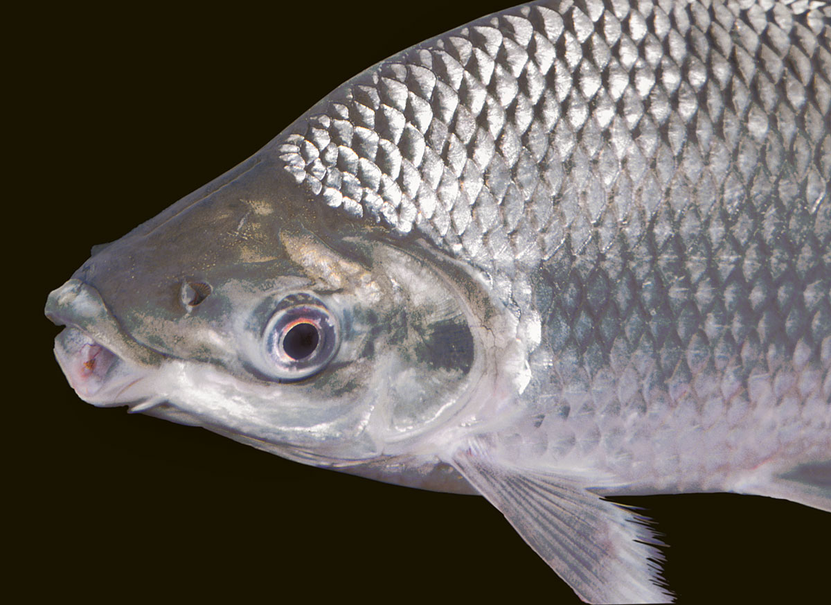 Bocachico | Amazon Waters