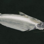 Maparate | Amazon Waters