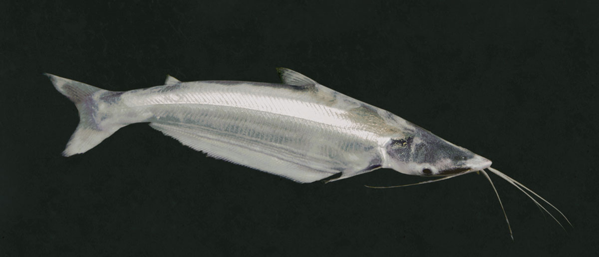 Maparate | Amazon Waters