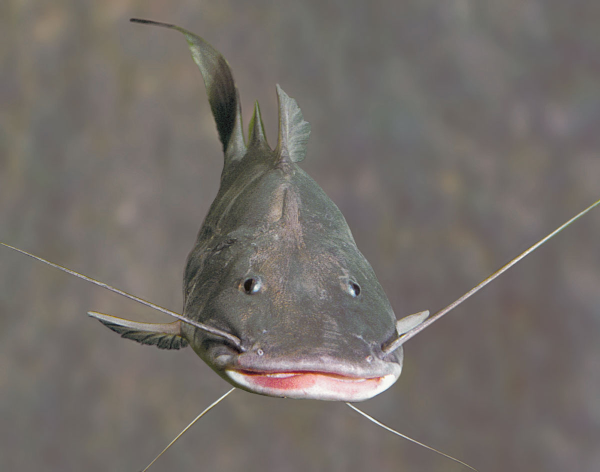 Manitoa Brachyptalystoma vaillantii | AGUAS AMAZÓNICAS