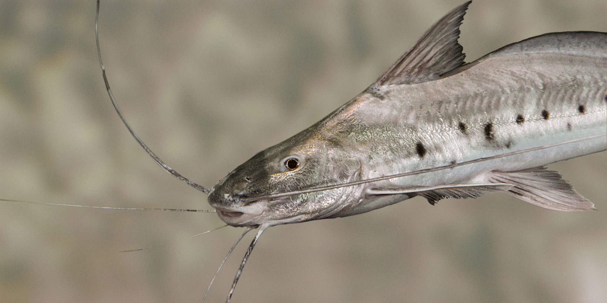 Mota moteada pez | AGUAS AMAZÓNICAS