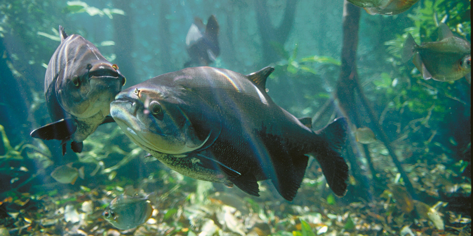 Gamitana | Amazon Waters