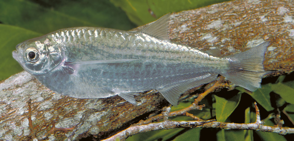 Sardina | Amazon Waters