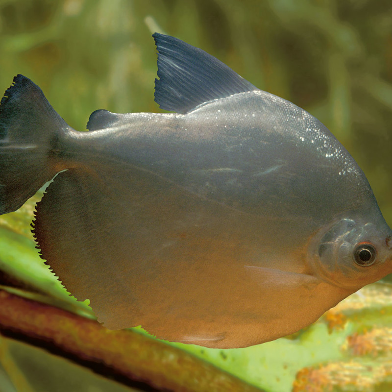 Palometa | Amazon Waters