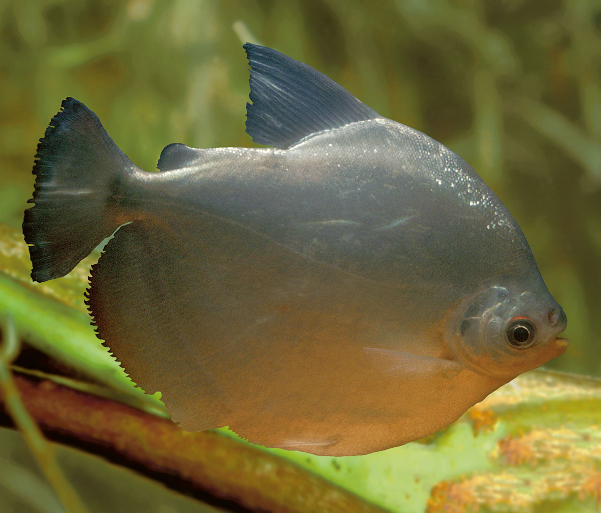 Palometa | Amazon Waters