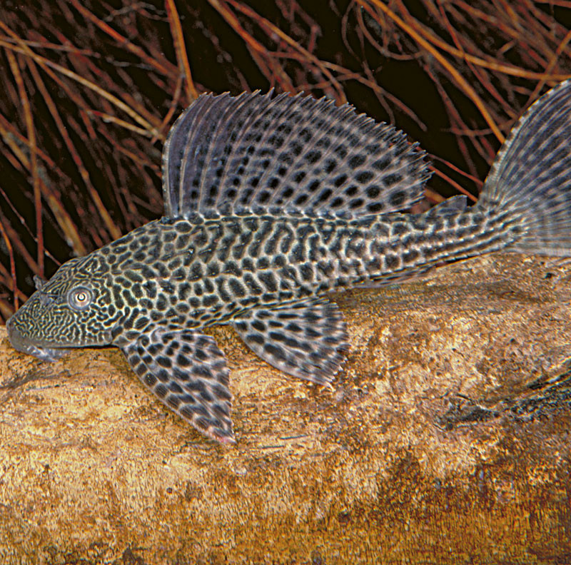 Carachama | Amazon Waters