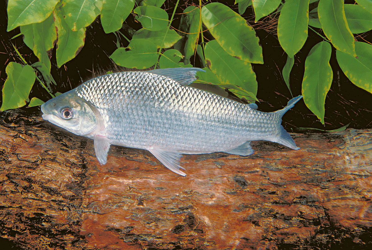 Bocachico | Amazon Waters