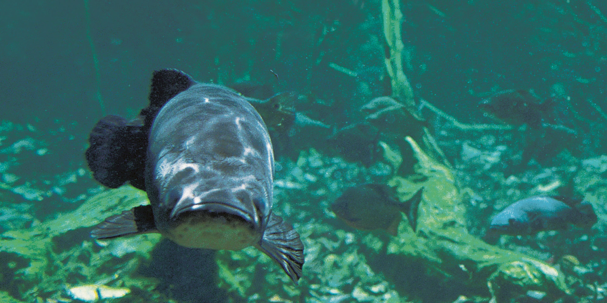 Paiche | Aguas Amazónicas