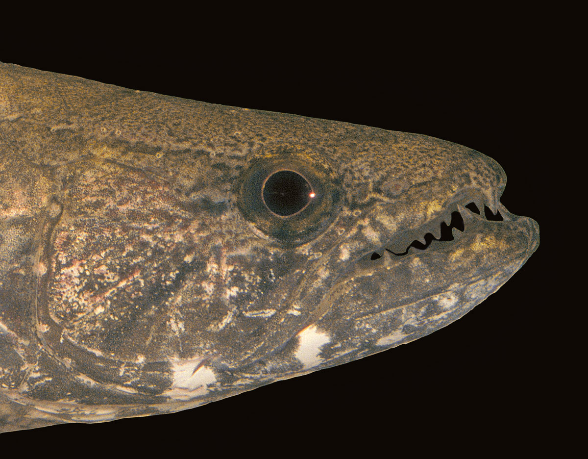 Huasacos | Amazon Waters