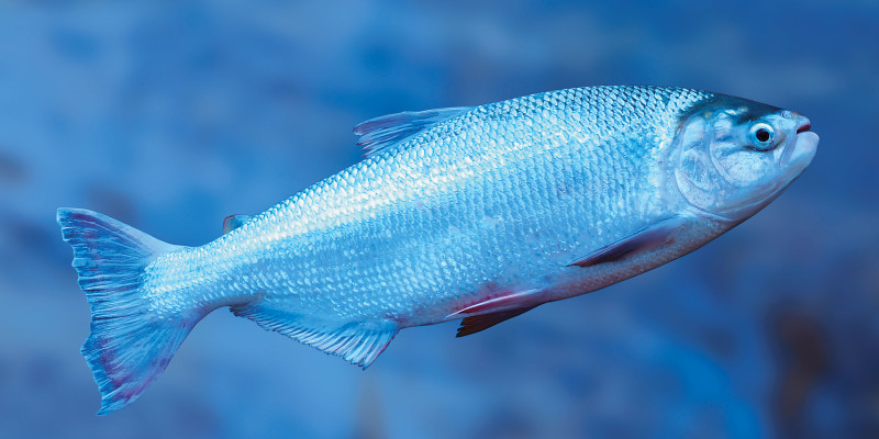 Peces Comestibles | Aguas Amazónicas