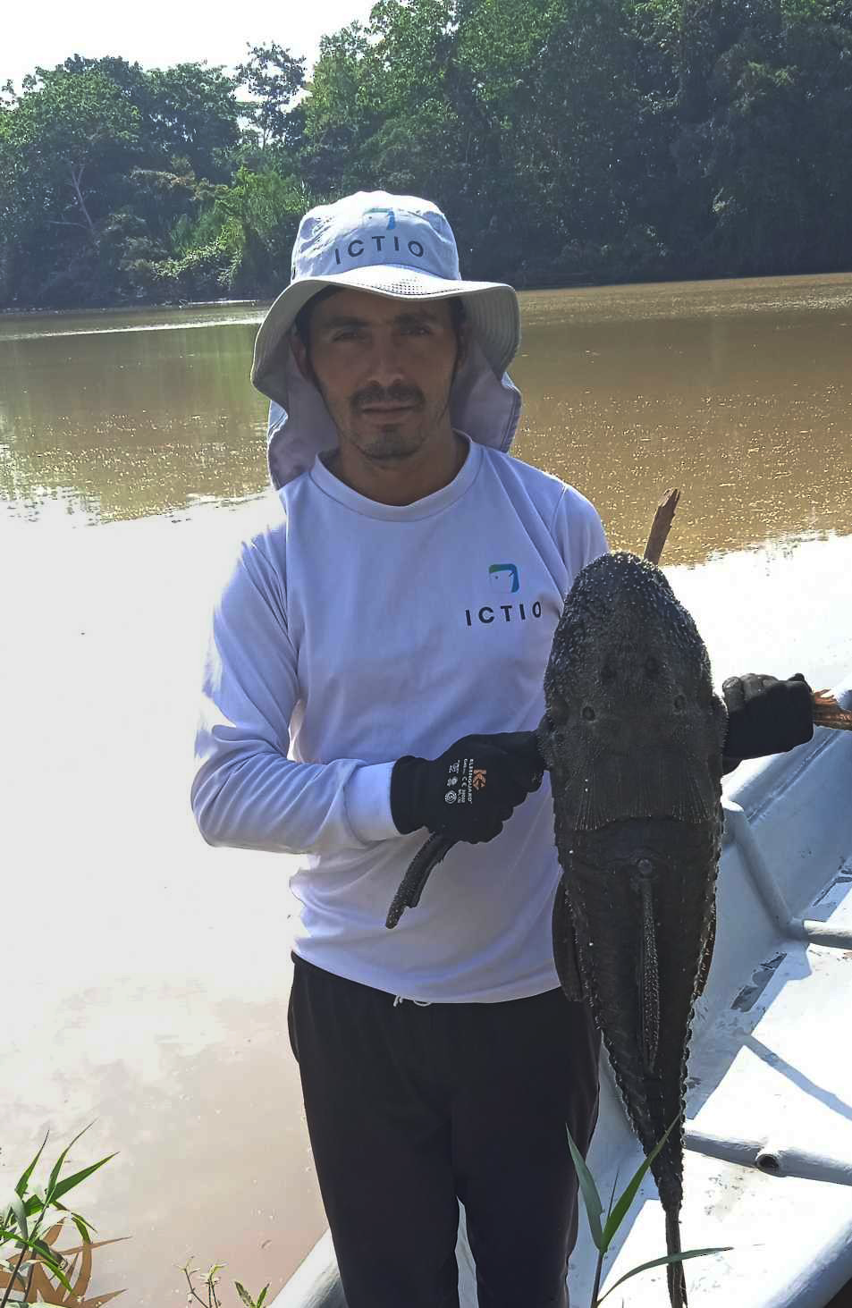 Una nueva especie de carachama se registra en el río Napo en Ecuador ...