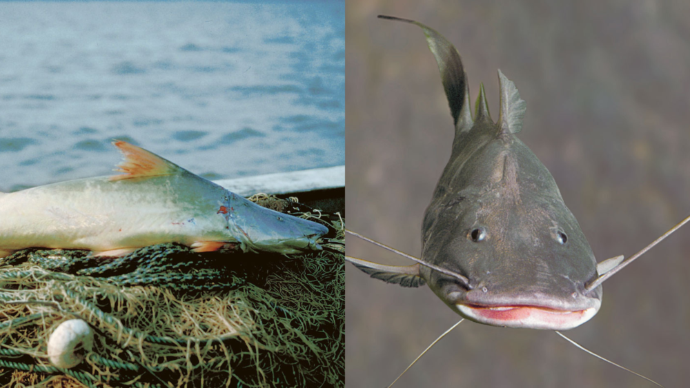 Pesca: Río Amazonas | AGUAS AMAZÓNICAS